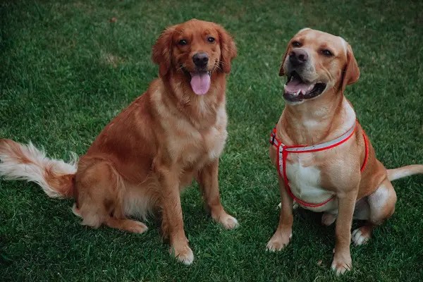 Dogs In Hindu Dharma